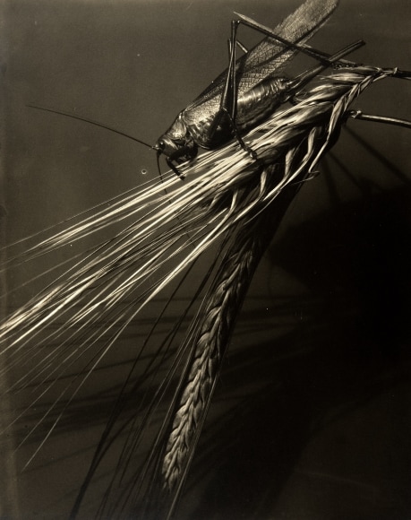 Edward Steichen: 1915-1923 - Main Gallery - Exhibitions - Howard ...