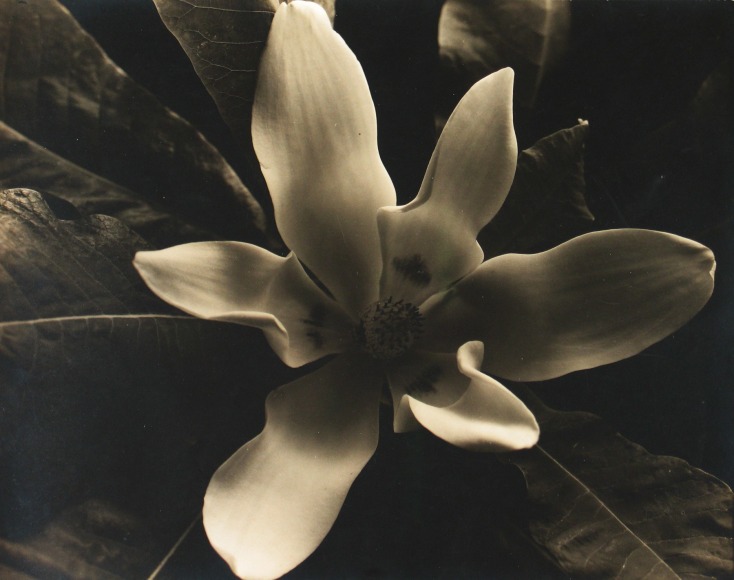 Edward Steichen: 1915-1923 - Main Gallery - Exhibitions - Howard ...