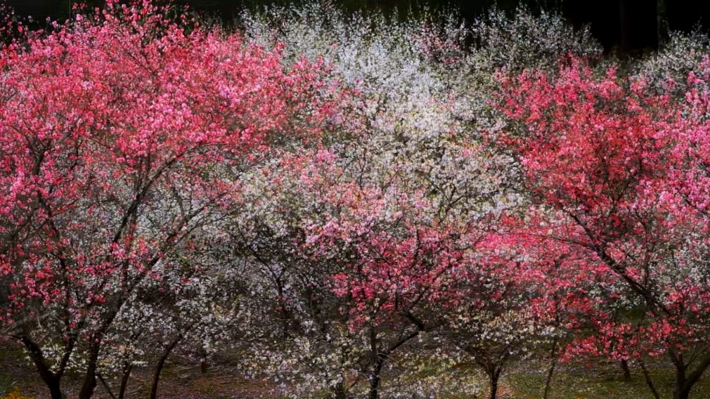 SHOJA AZARI & SHAHRAM KARIMI: THE COLD EARTH SLEEPS BELOW - Dubai ...