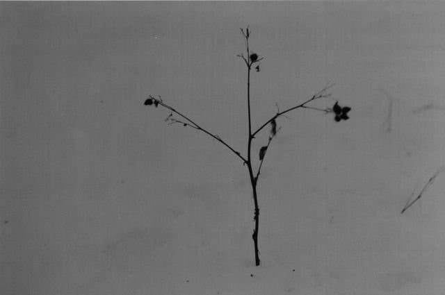 Winter Tales - - Exhibitions - Nailya Alexander Gallery