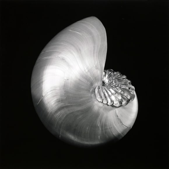 Fondazione Marconi - Robert Mapplethorpe/Man Ray - Exhibitions ...