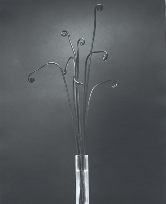 Flowers - Series - Michael Dweck | Contemporary American Visual Artist ...