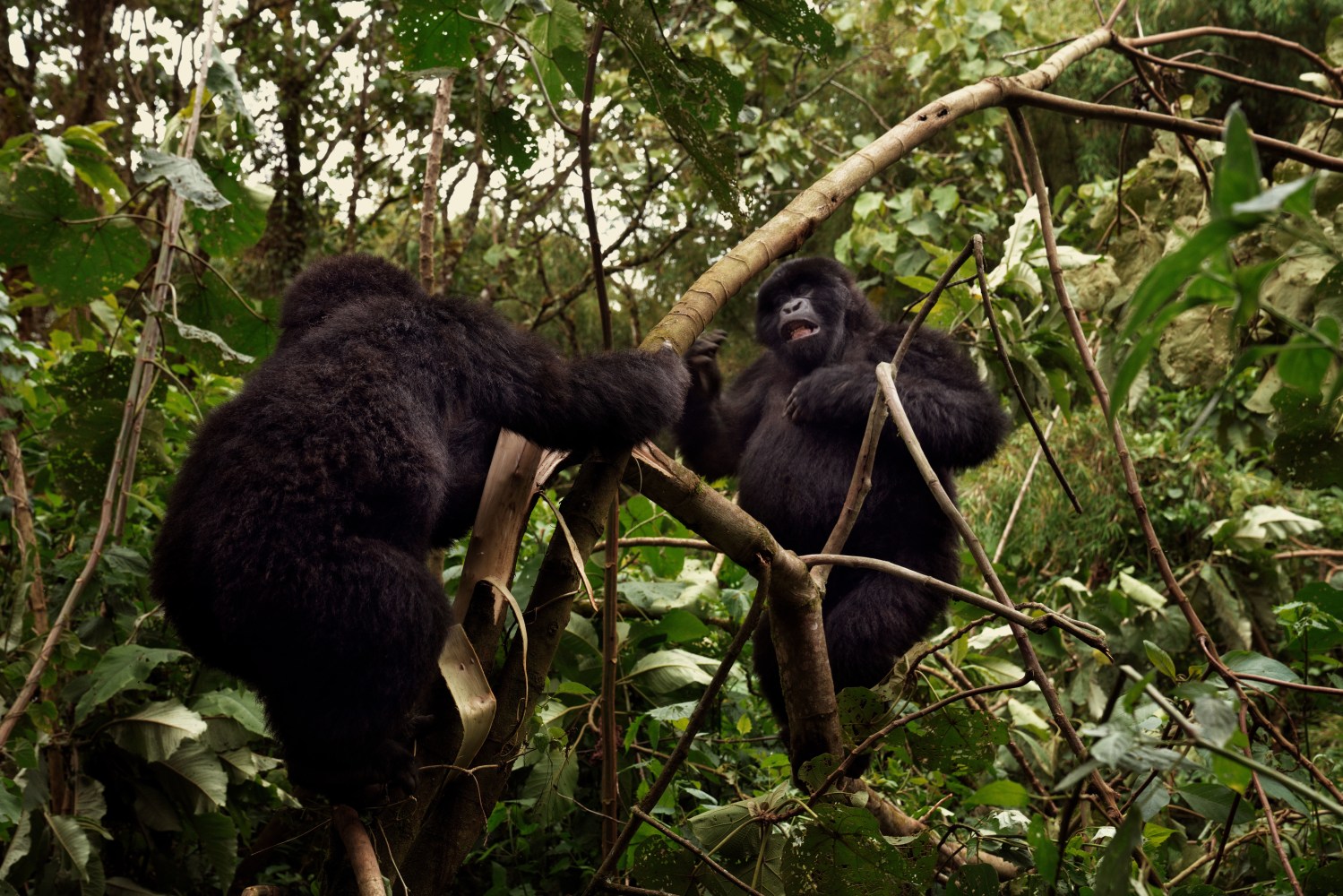 Virunga - Projects - Sheridan Wright