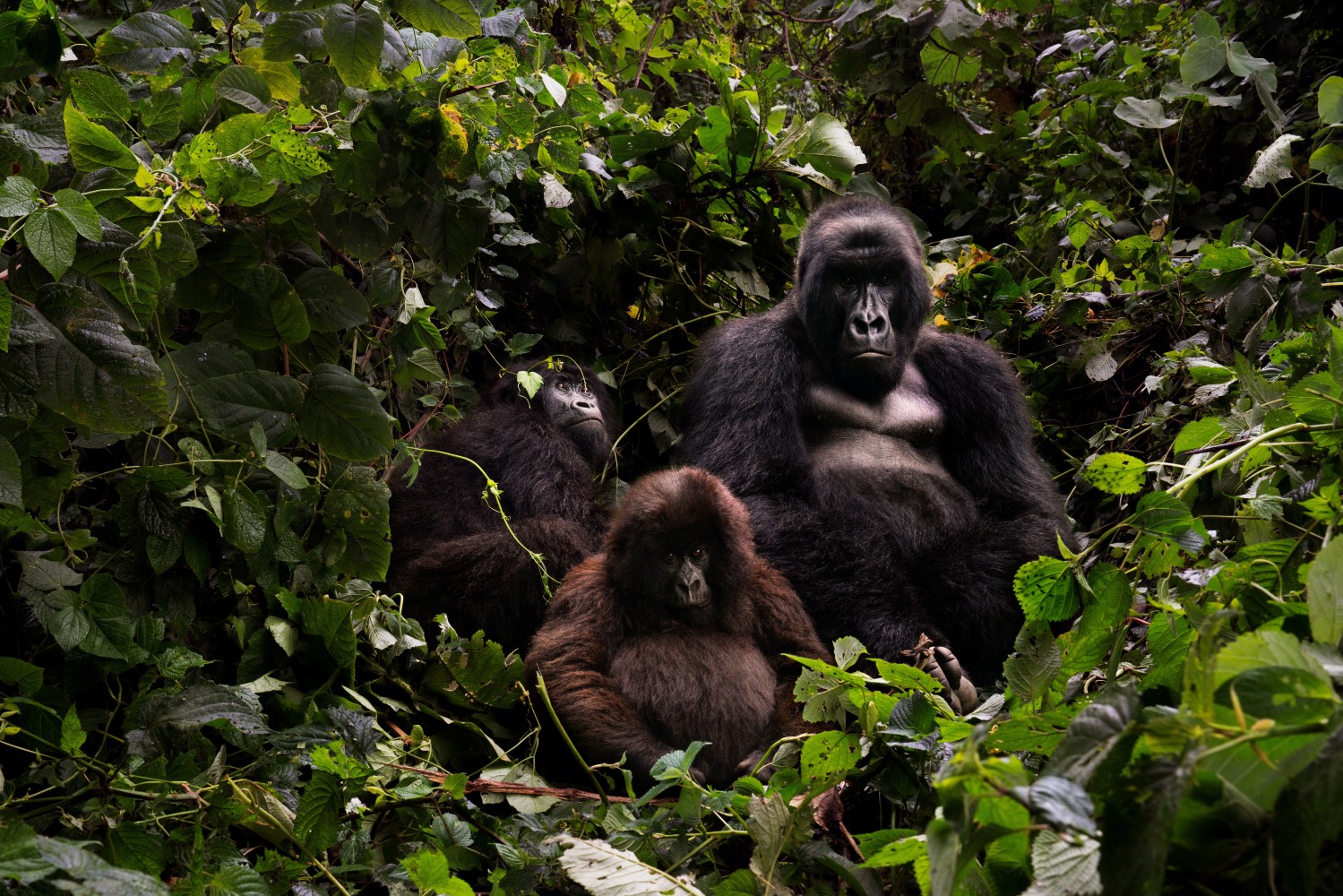 Virunga - Projects - Sheridan Wright