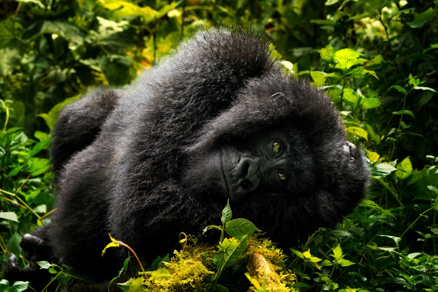 Virunga - Projects - Sheridan Wright