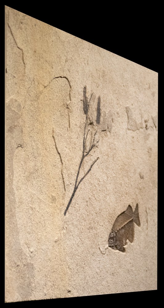 Fossil Fish and plant Mural 3004am (SOLD) - A horizontal mural quarried ...