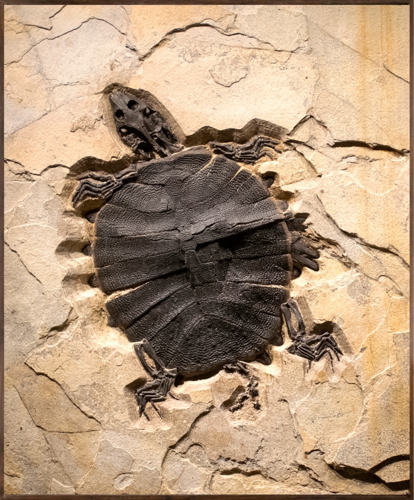 Fossil Turtle Mural 7001am (SOLD) - - Fossil Art-Items - Natural Fossil ...
