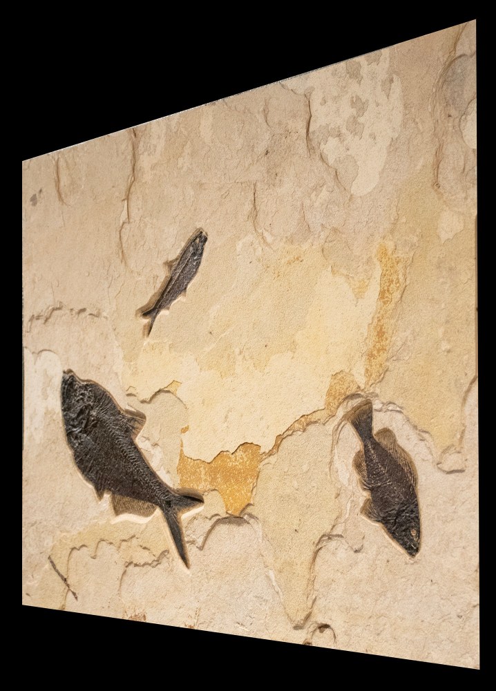 Fossil Fish Mural 0650am - An Accent sized fossil fish mural with three ...