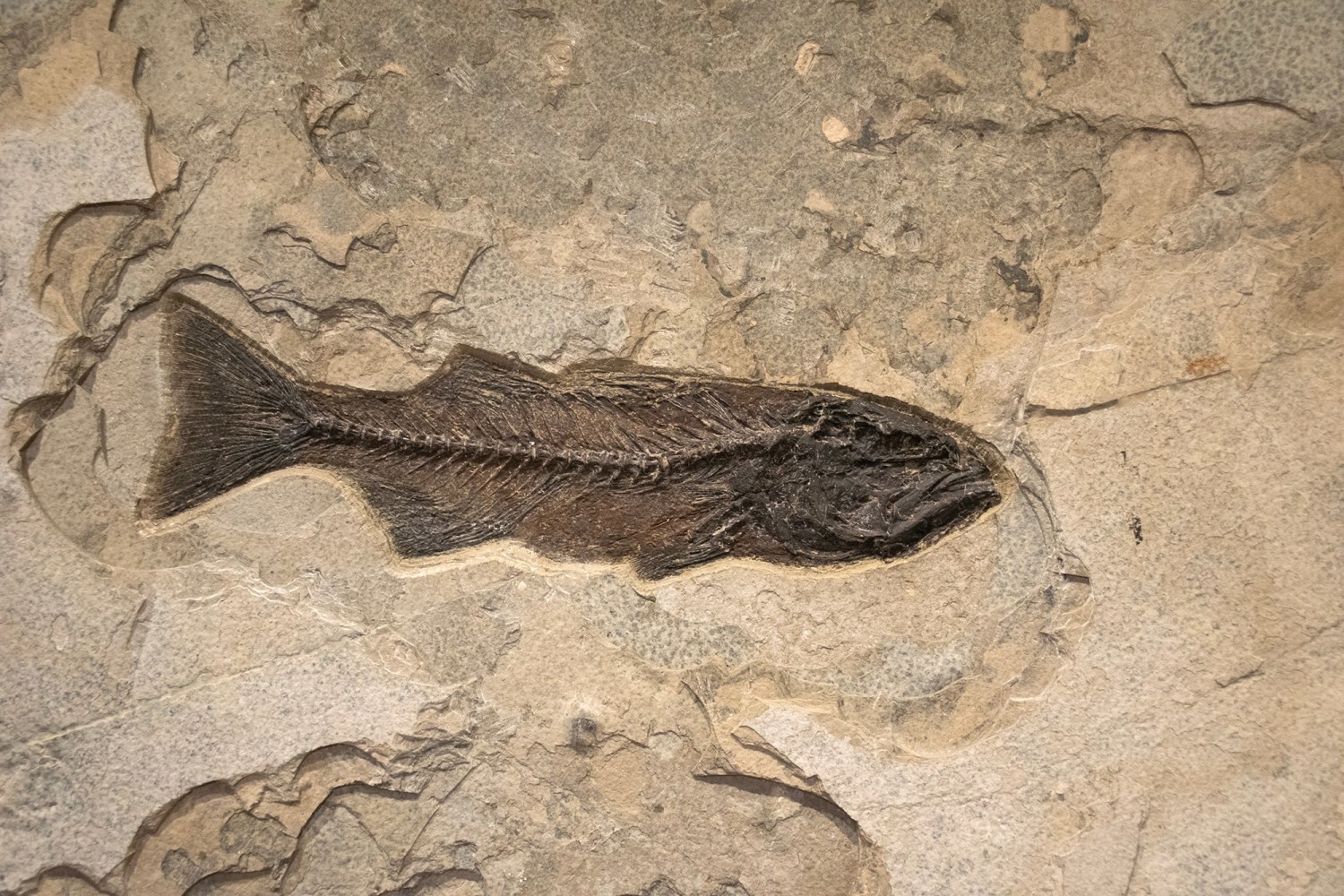 Fossil Fish Mural 2708 (SOLD) - A horizontal Collector Size fossil ...