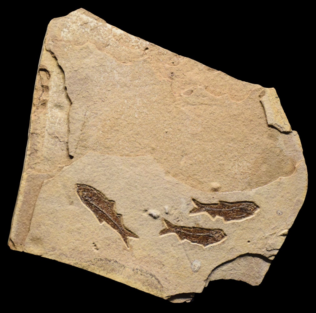 Fossil Fish Mural 2724mm - An irregular shaped mural with three ...