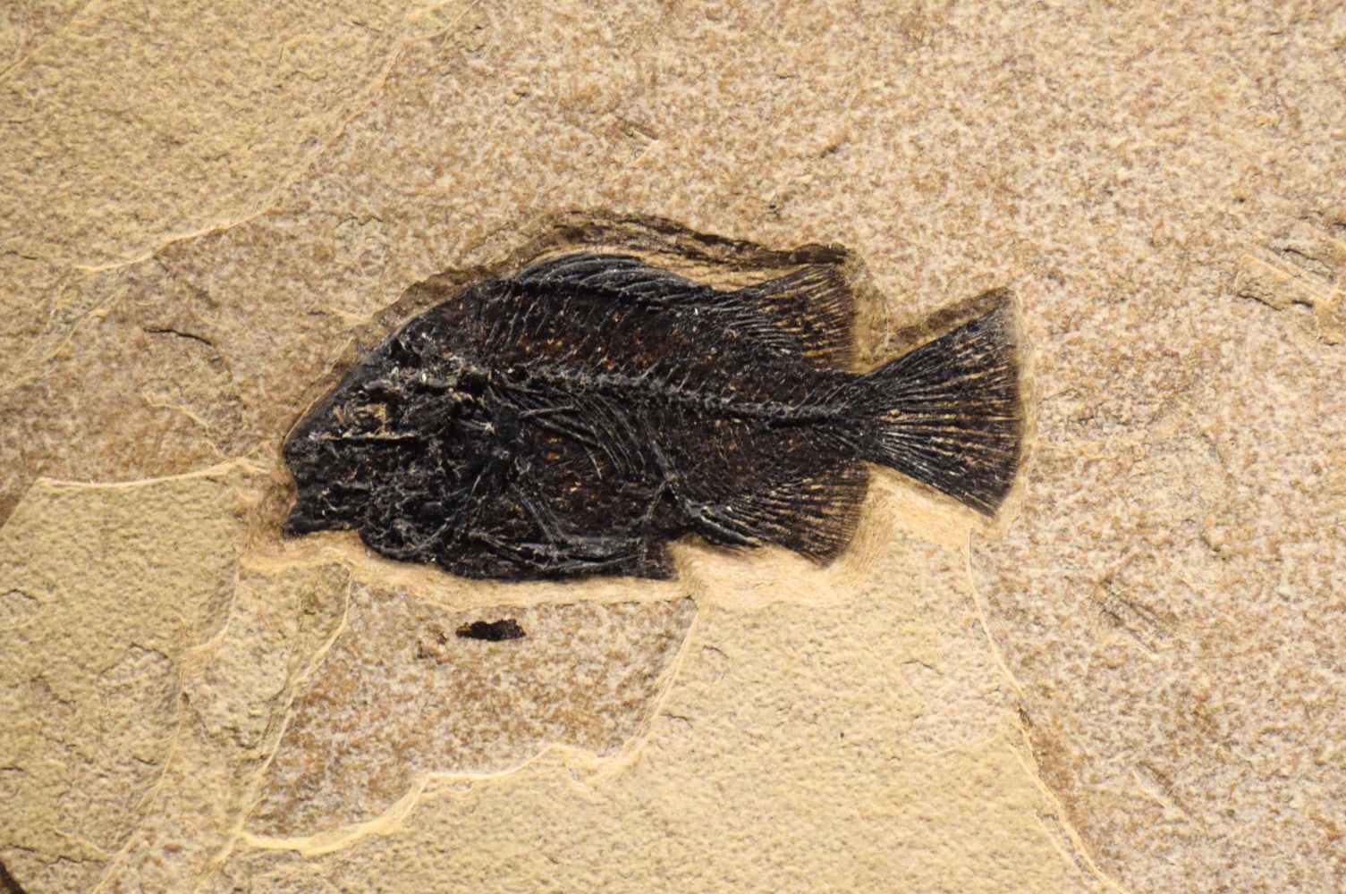 Fossil Mural 6378am (SOLD) - A horizontal Accent sized fossil mural ...