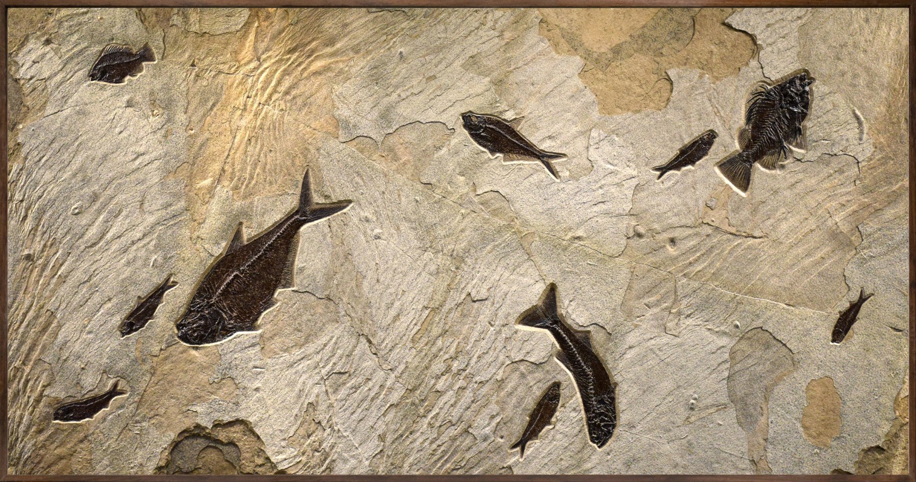 Fossil Fish Mural 10009gm - A Gallery-size fossil fish mural featuring ...