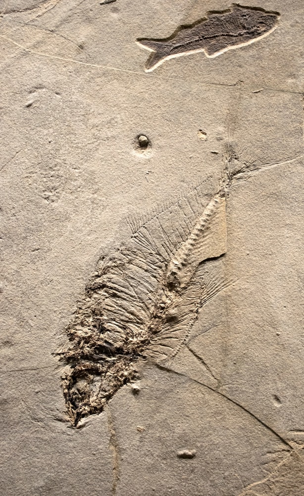 Fossil Mural 4008gm (SOLD) - An irregular shaped mural quarried from a ...