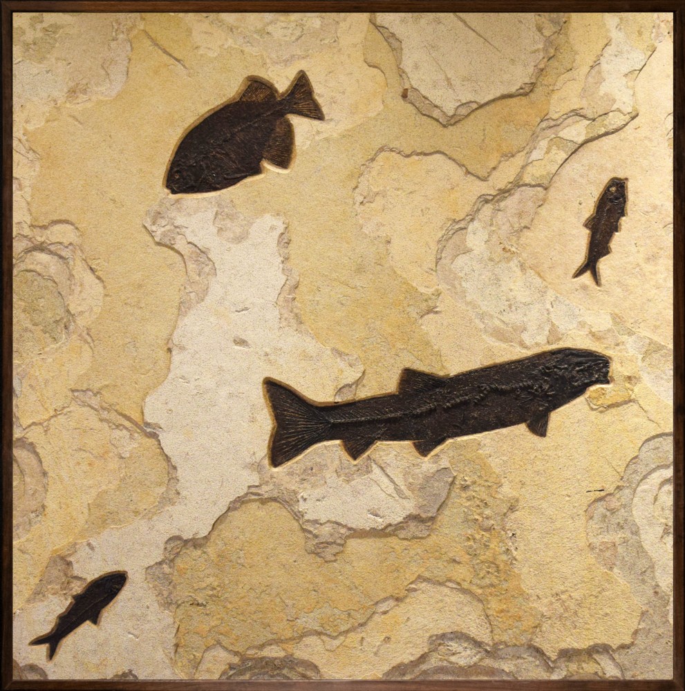 Fossil Mural 6608am - A square Accent-size fossil mural with 4 fossil ...