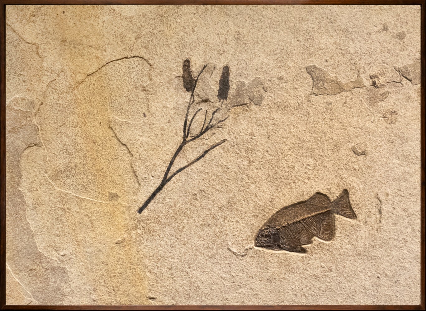 Fossil Fish and plant Mural 3004am (SOLD) - A horizontal mural quarried ...