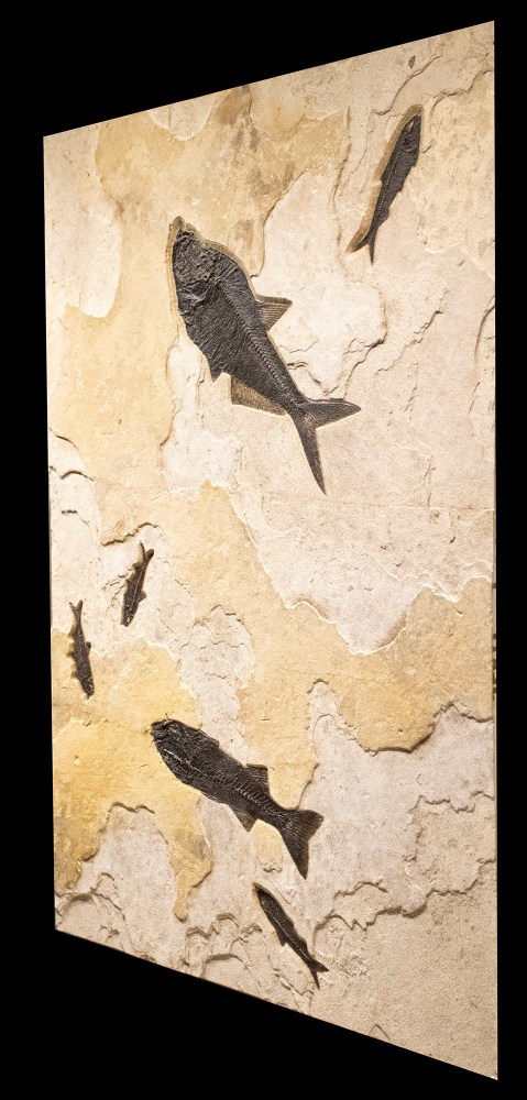 Fossil Fish Mural 5004cm - A vertical Collector-size fossil fish mural ...