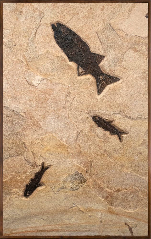 Fossil Fish Mural 1484mm (SOLD) - A vertical mural with three fossil ...