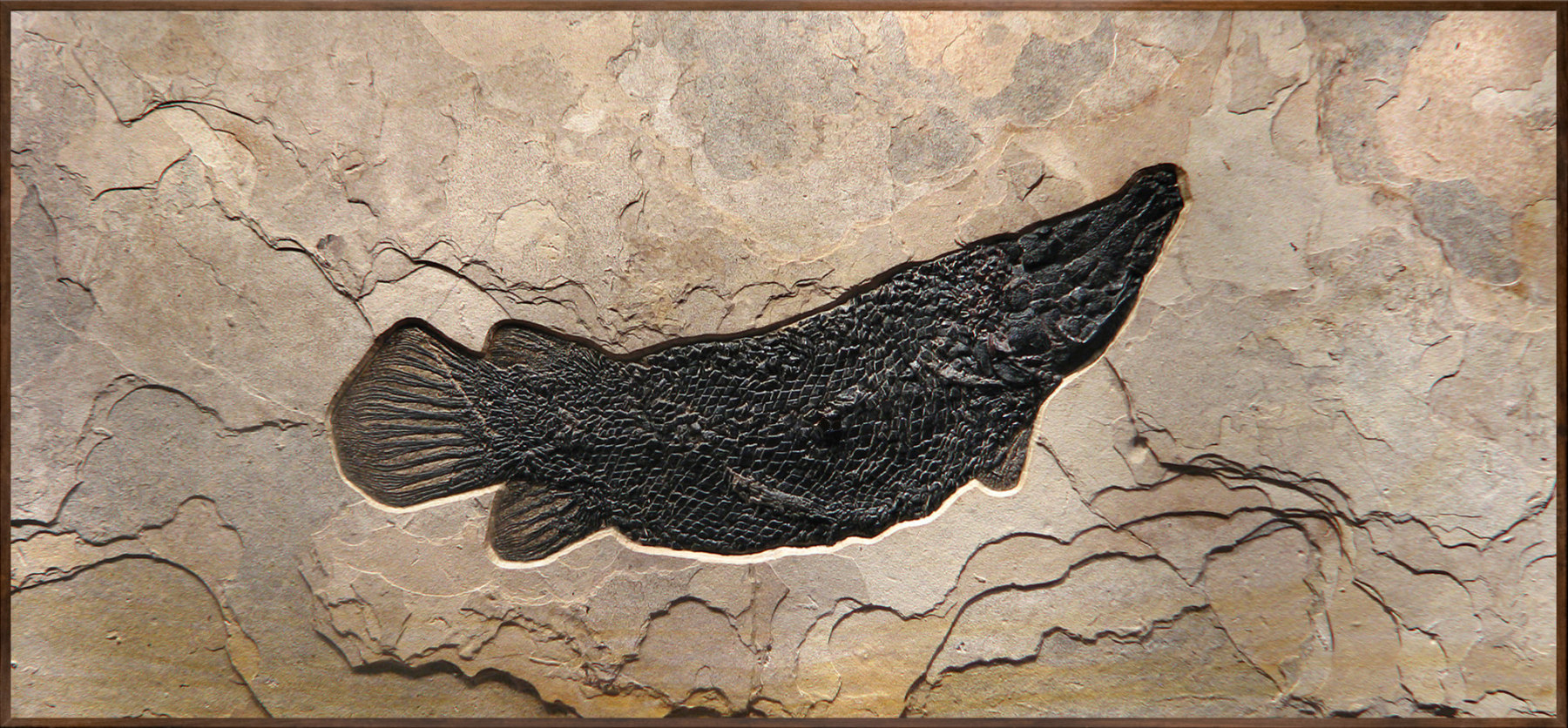 Fossil Mural 2014gm (SOLD) - A rare 45" fossil Gar - Fossil Art-Items ...