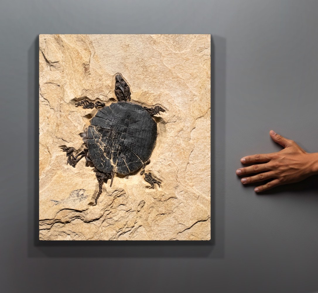 Fossil Turtle 8520am (SOLD) - An Accent-sized fossil mural containing a ...