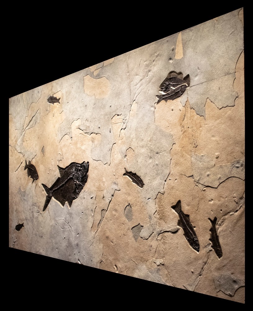 Fossil Mural 2011gm (SOLD) - A horizontal mural quarried from a dark ...