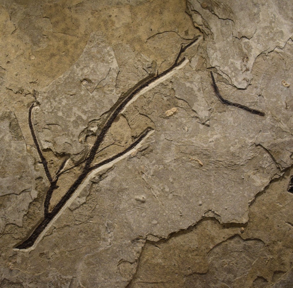 Fossil Fish and Plant Mural 6001gm (SOLD) - A horizontal Gallery-sized ...