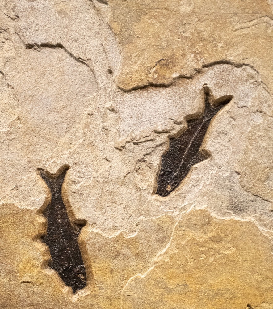 Fossil Fish Mural 5004cm - A vertical Collector-size fossil fish mural ...