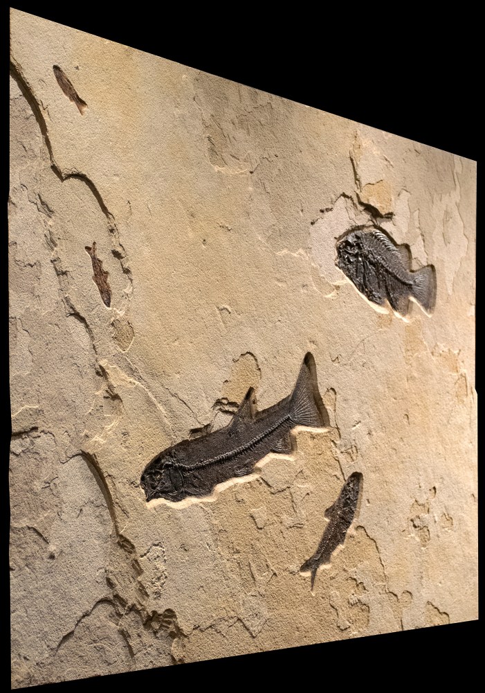 Fossil Mural 0310am (SOLD) - - Fossil Art-Items - Natural Fossil Art ...