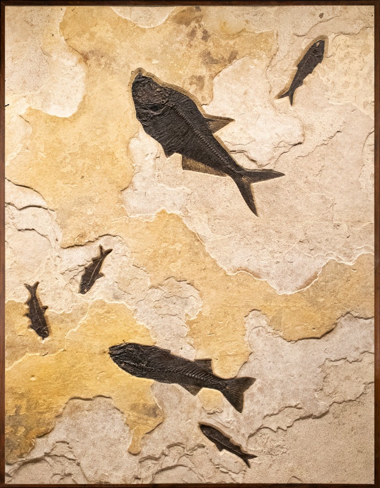 Fossil Fish Mural 5004cm - A vertical Collector-size fossil fish mural ...