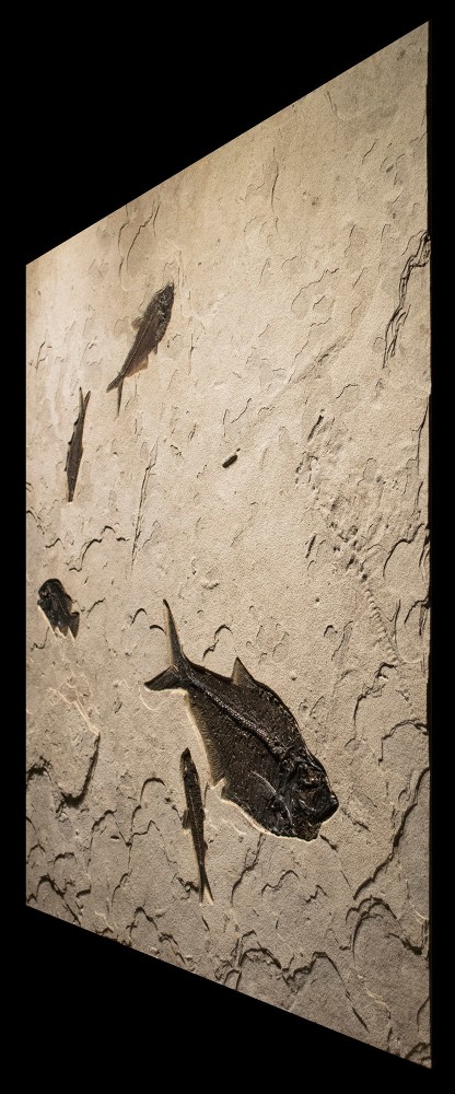 Fossil Mural 4800cm (SOLD) - A square mural containing five fossils ...