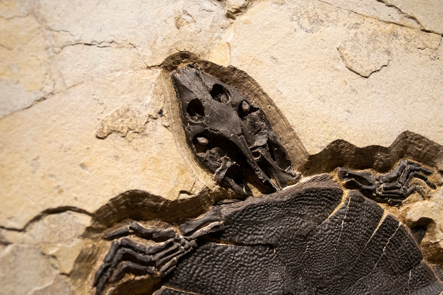 Fossil Turtle Mural 7001am (SOLD) - - Fossil Art-Items - Natural Fossil ...