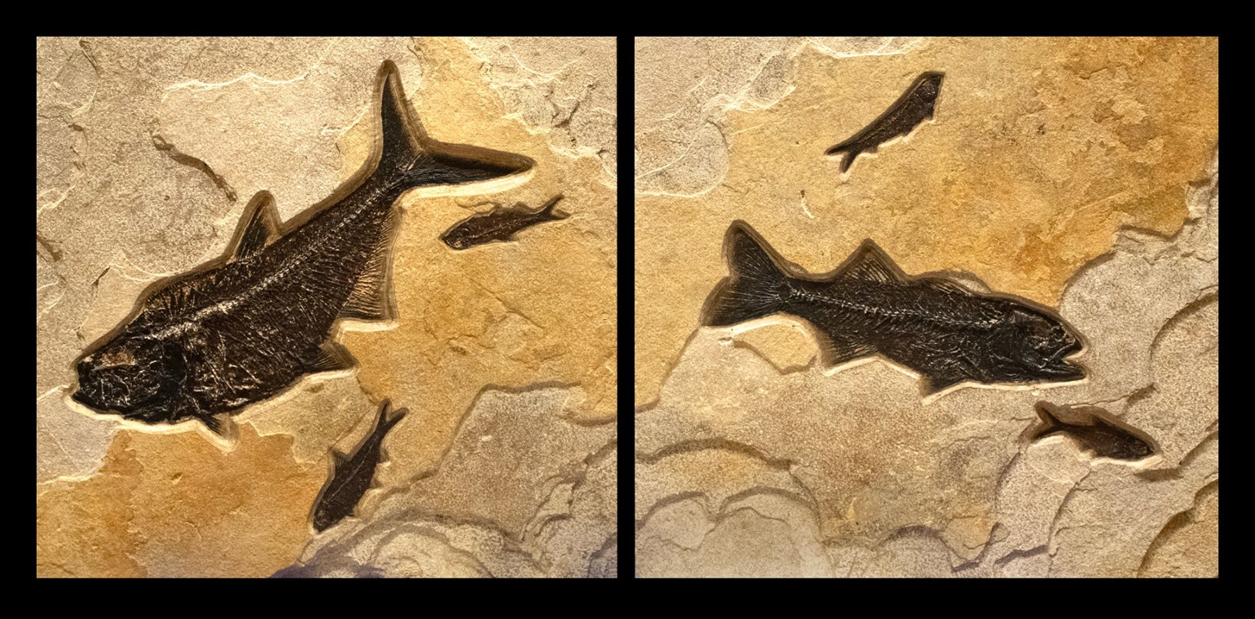 Fossil Fish Mural 9004ab (SOLD) - An Accent-sized fossil mural in two ...