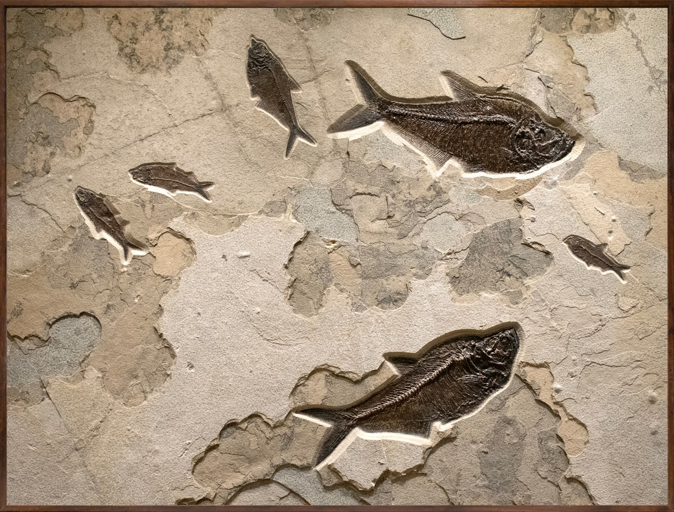Fossil Fish Mural 7009cm - A horizontal Collector-size fossil fish ...