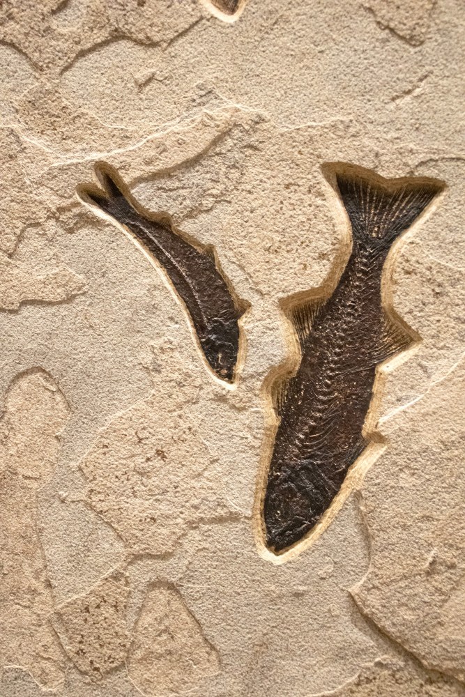 Fossil Fish Mural 3540gm - An irregularly shaped fossil fish mural with ...