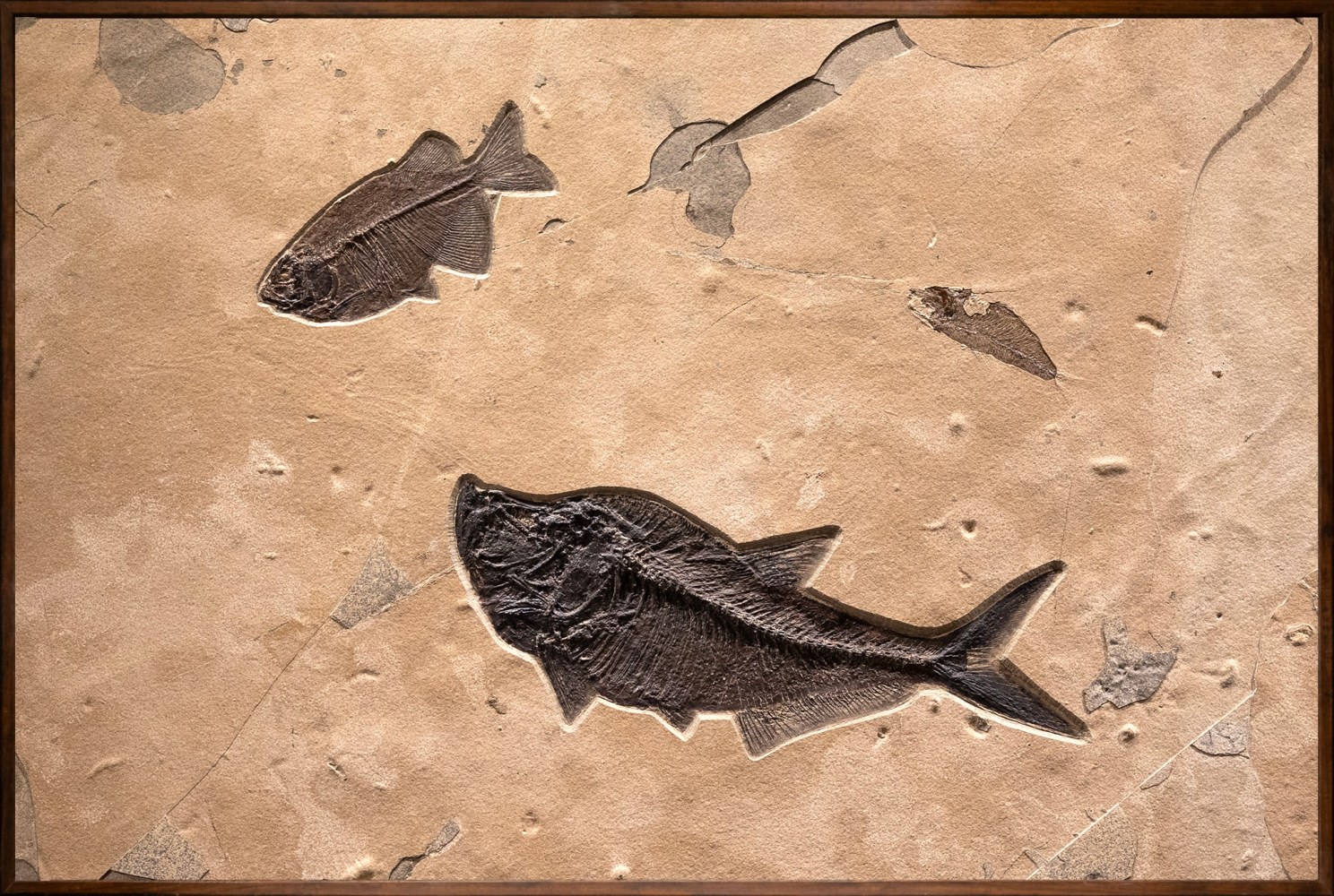 Fossil Fish Mural 4701am (SOLD) - A horizontal fossil fish mural ...