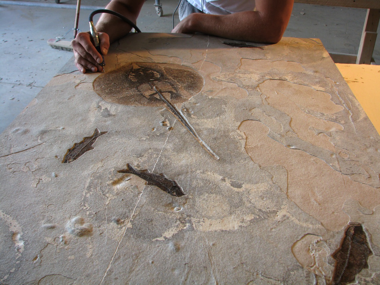 Fossil Prep Lab - - About-Items - Natural Fossil Art and Design