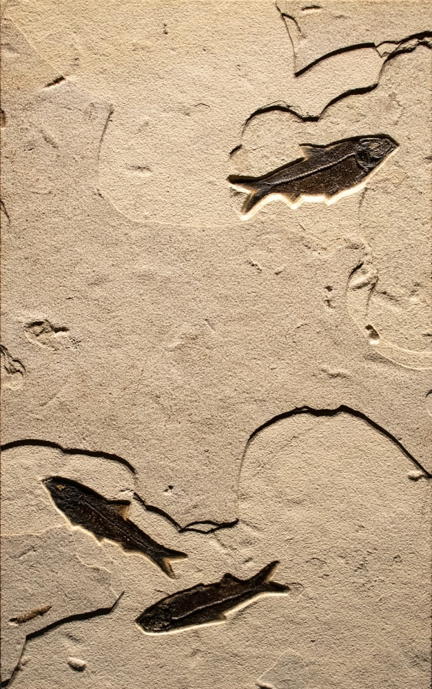 Fossil Fish Triptych Mural 4320ABC (SOLD) - A Collector size fossil ...