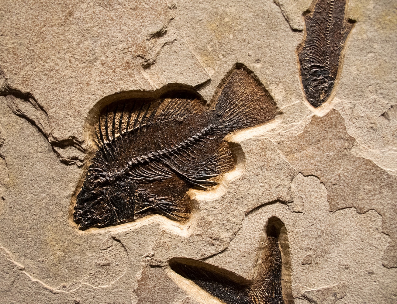 Fossil Mural 3010cm (SOLD) - - Fossil Art-Items - Natural Fossil Art ...