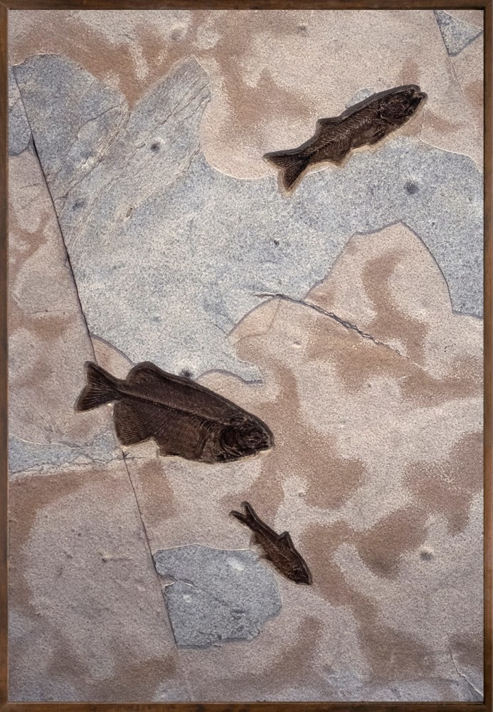 Fossil Fish Mural 2805mm (SOLD) - A fossil fish mural containing a ...