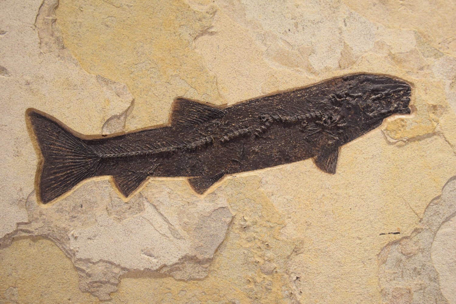 Fossil Mural 6608am - A square Accent-size fossil mural with 4 fossil ...