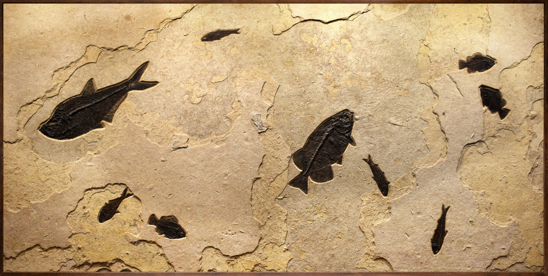 Fossil Fish Mural 8016GM - A Gallery-sized fossil mural containing ...