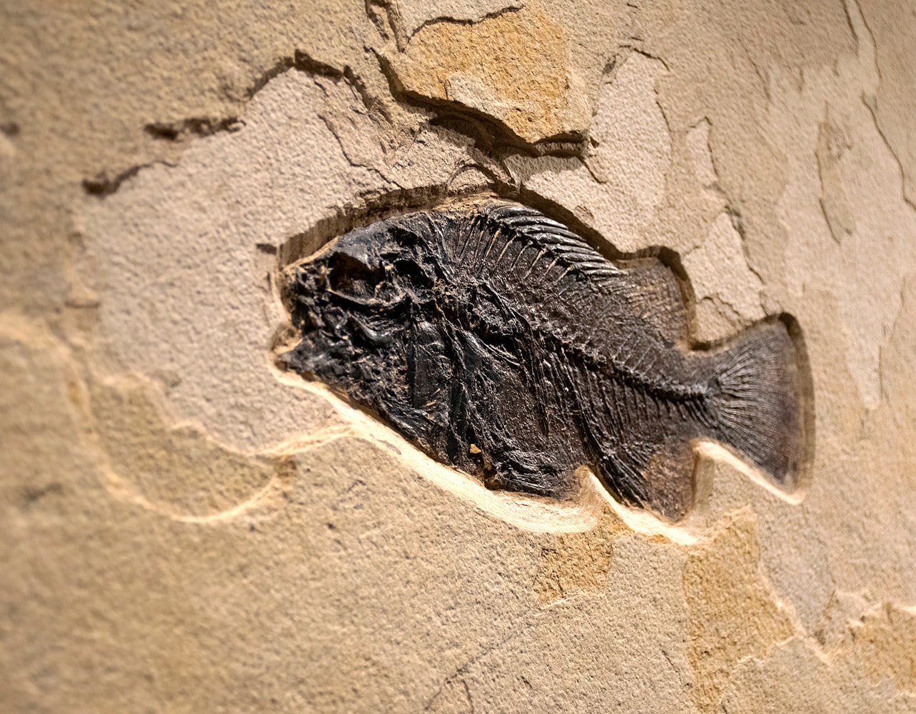 Fossil Mural 0310am (SOLD) - - Fossil Art-Items - Natural Fossil Art ...