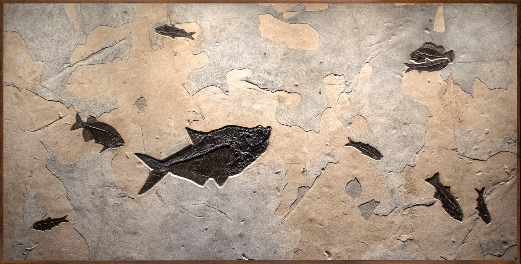 Fossil Mural 2011gm (SOLD) - A horizontal mural quarried from a dark ...