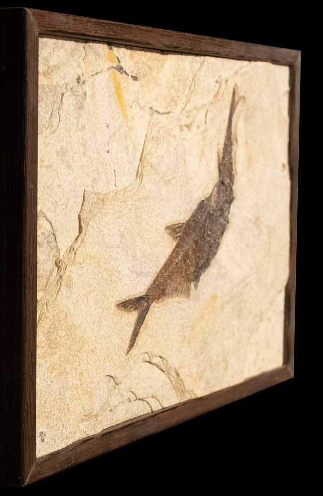 Fossil Mural 9500mm (SOLD) - - Fossil Art-Items - Natural Fossil Art ...