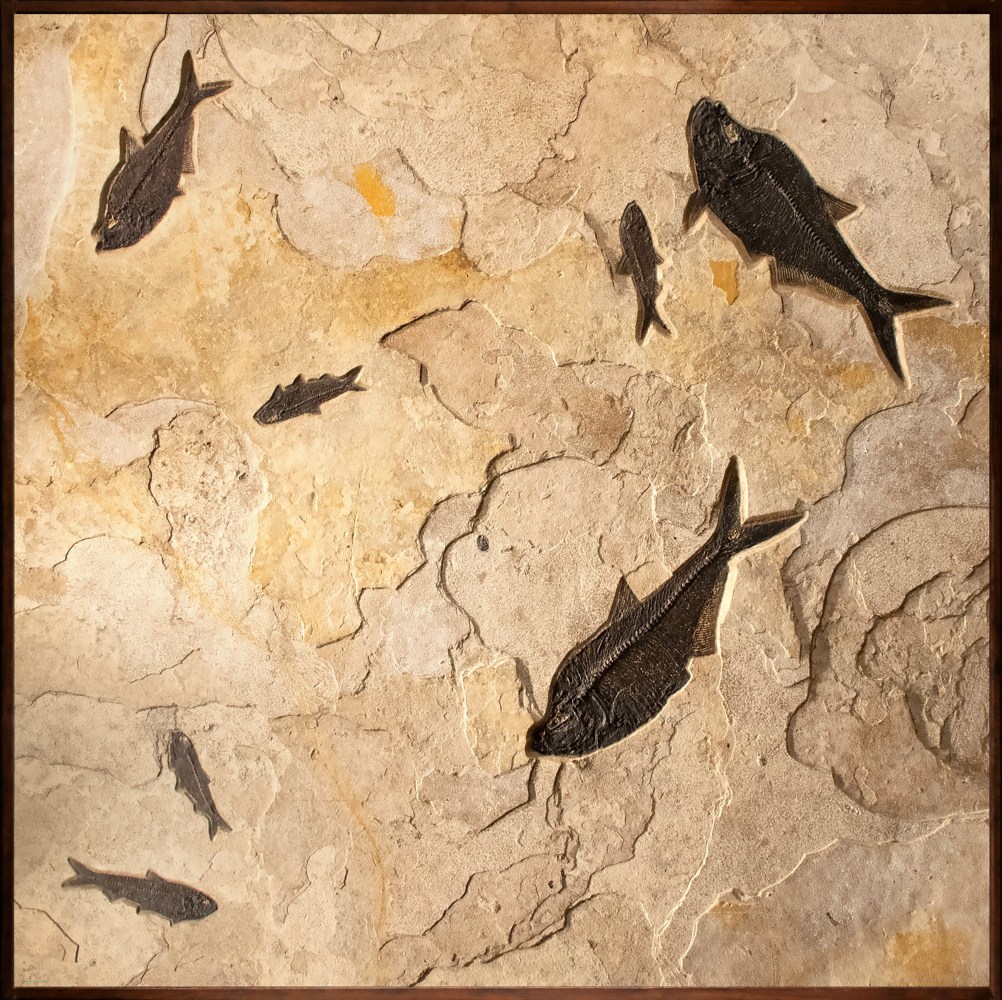 Fossil Fish Mural 7002cm - A collector size fossil mural featuring an ...