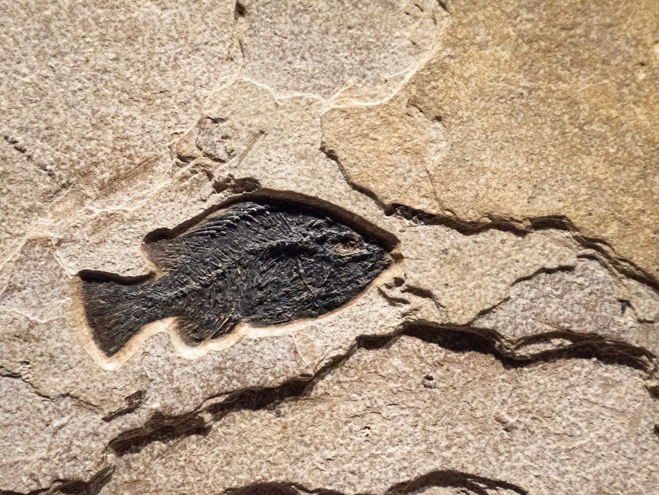 Fossil Fish Mural 6710mm (SOLD) - A small vertical fossil fish mural ...
