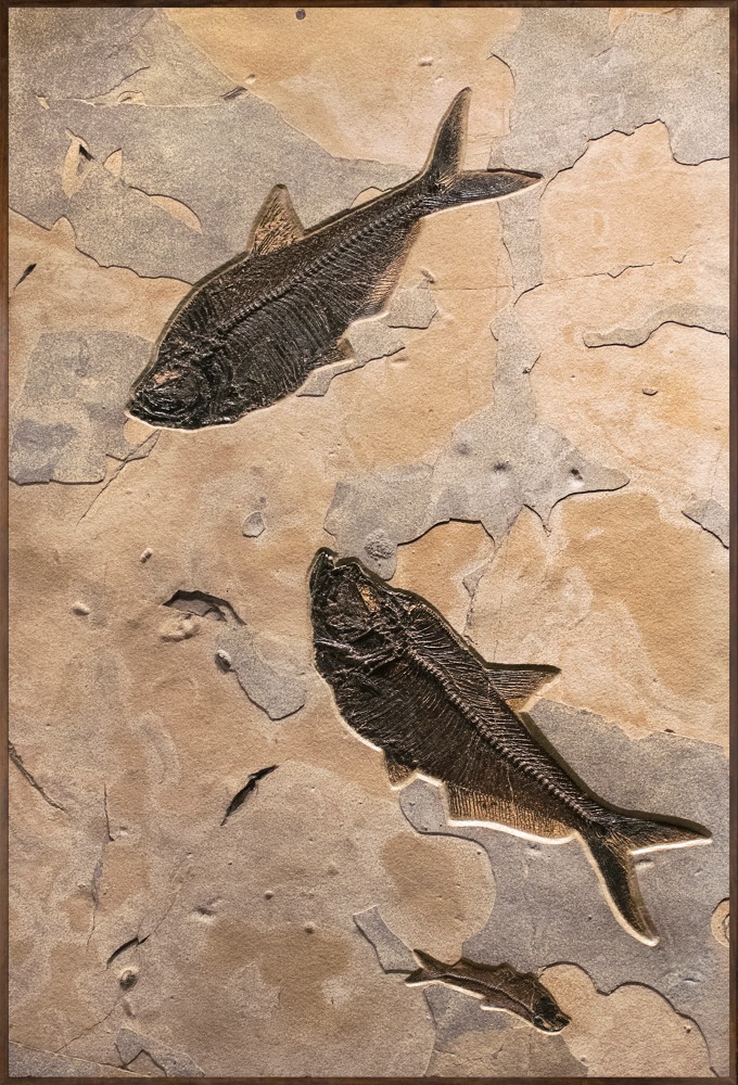 Fossil Mural 6022am (SOLD) - - Fossil Art-Items - Natural Fossil Art ...