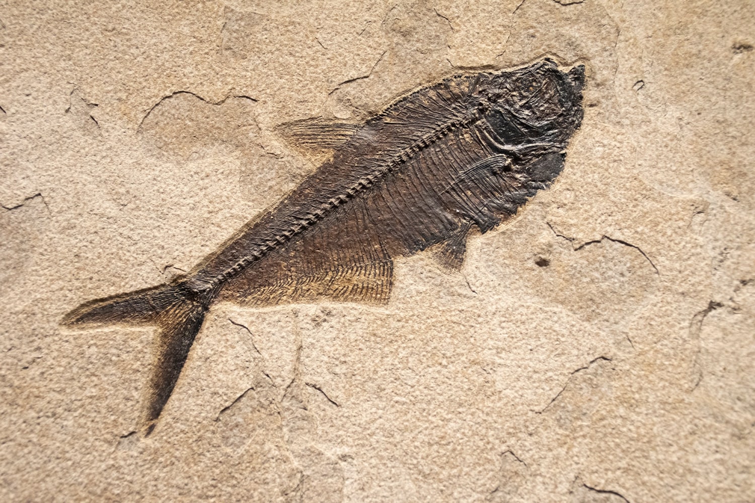 Fossil Mural 4800cm (SOLD) - A square mural containing five fossils ...