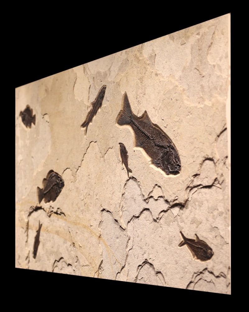 Fossil Fish Mural 7004cm - A horizonal Collector-size fossil fish mural ...