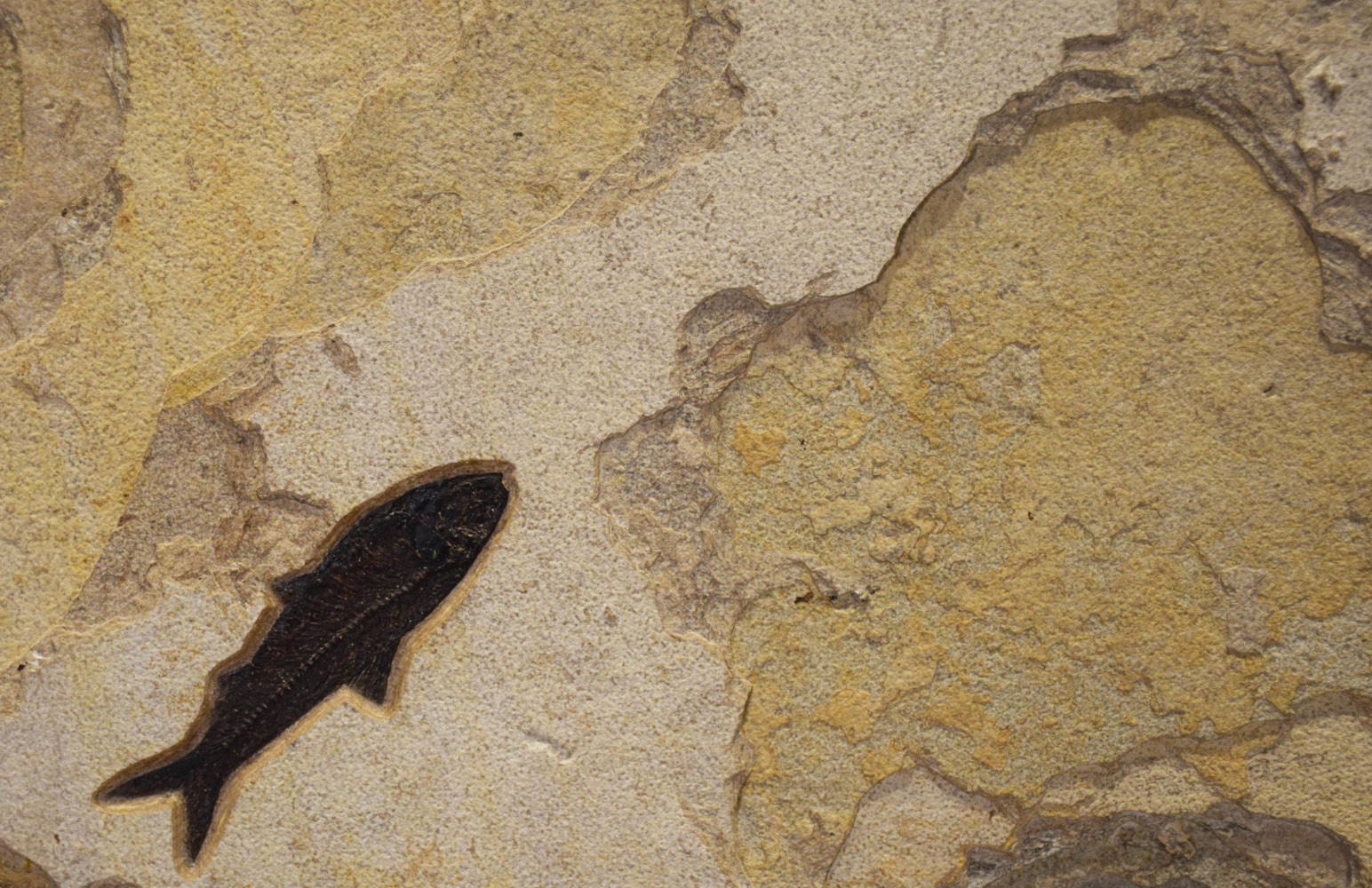 Fossil Mural 6608am - A square Accent-size fossil mural with 4 fossil ...