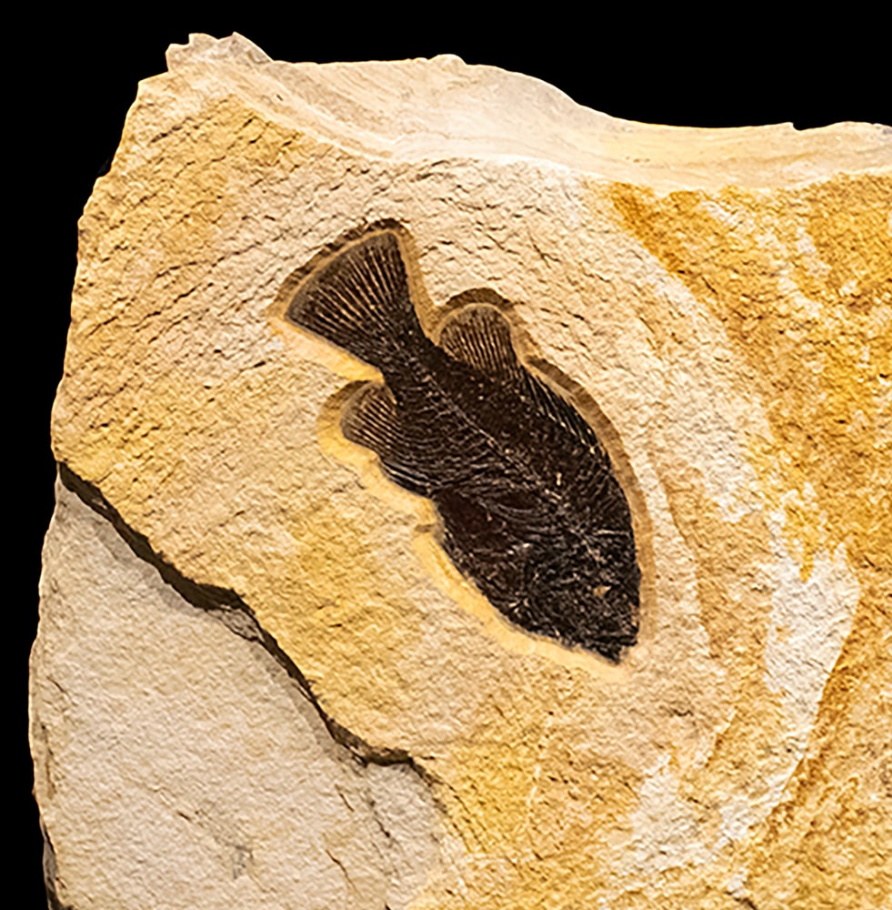 Fossil Sculpture 0385 (SOLD) - - Fossil Art-Items - Natural Fossil Art ...